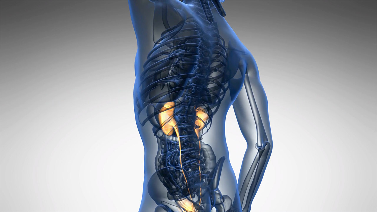 Función de los riñones [VIDEO] - Enfermedad Renal